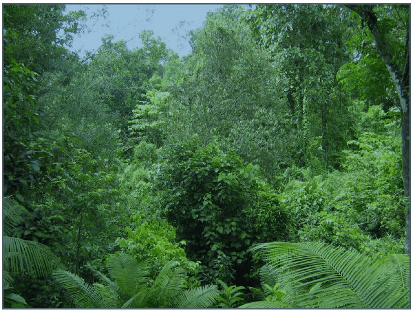 Sustainable Use Of Forest Resources - Darasa Huru - September 2025