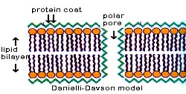 Cytology - Darasa Huru - September 2025